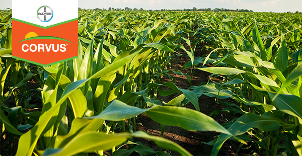 Corvus: Understanding Reactivation | AgWired