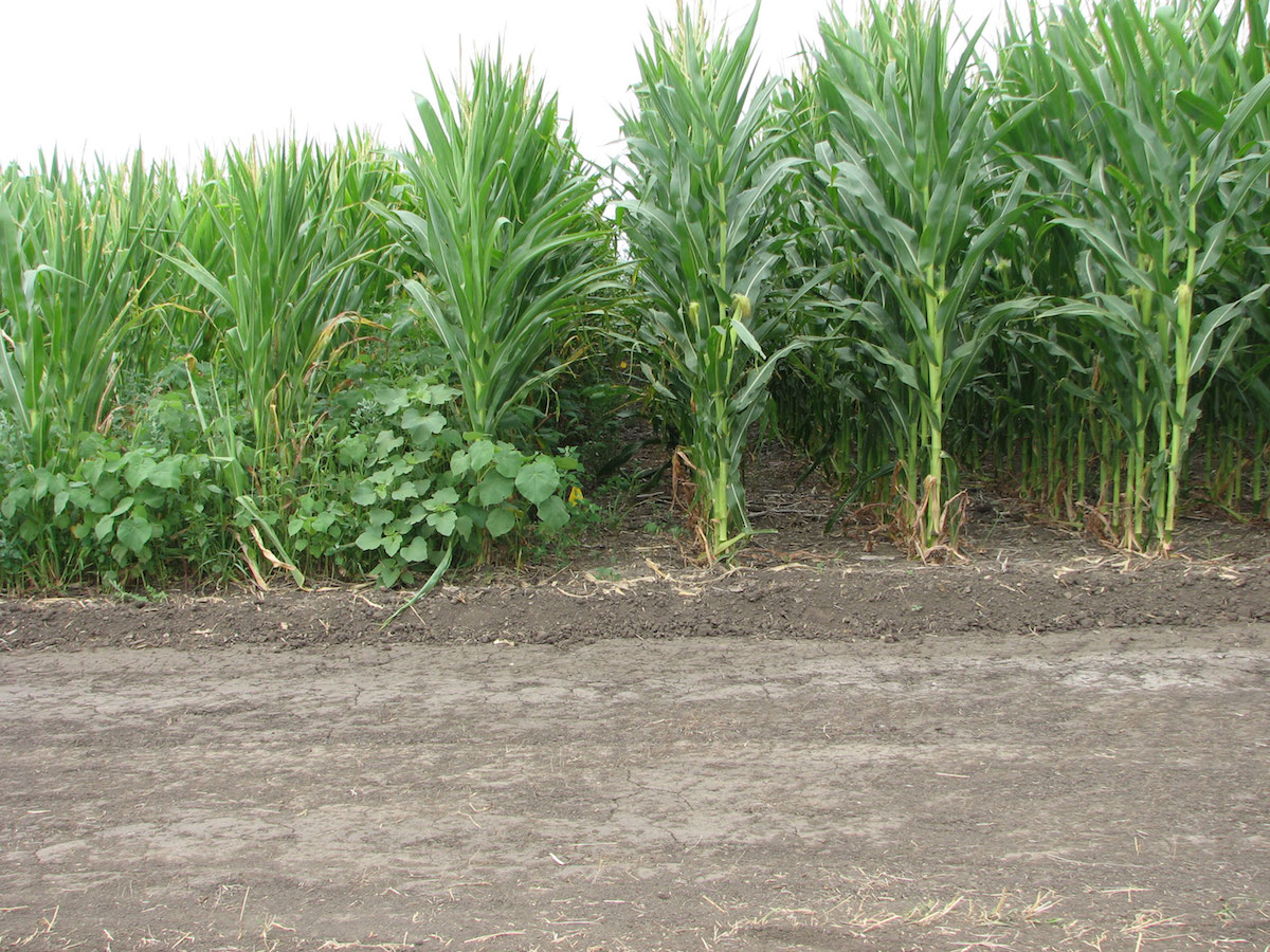 ImpactZ™ Herbicide from AMVAC® Approved for Corn | AgWired