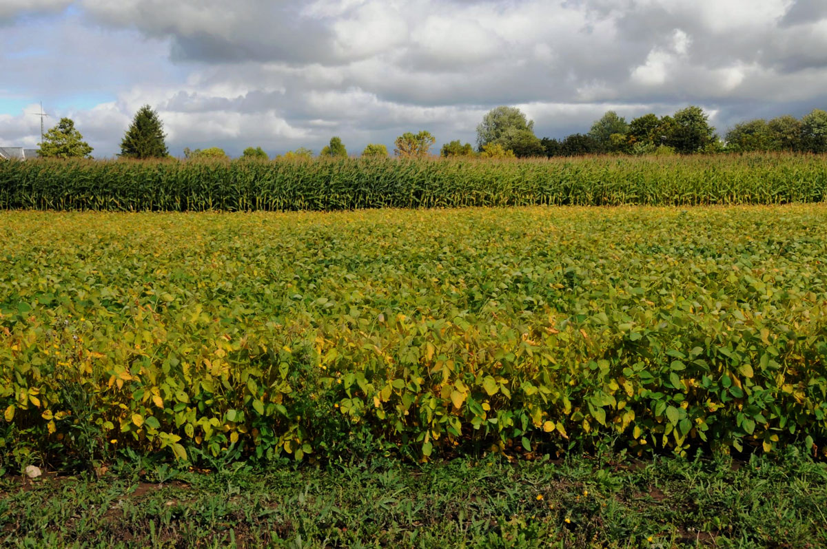 Record Corn Yield and Soybean Crop Forecast | AgWired