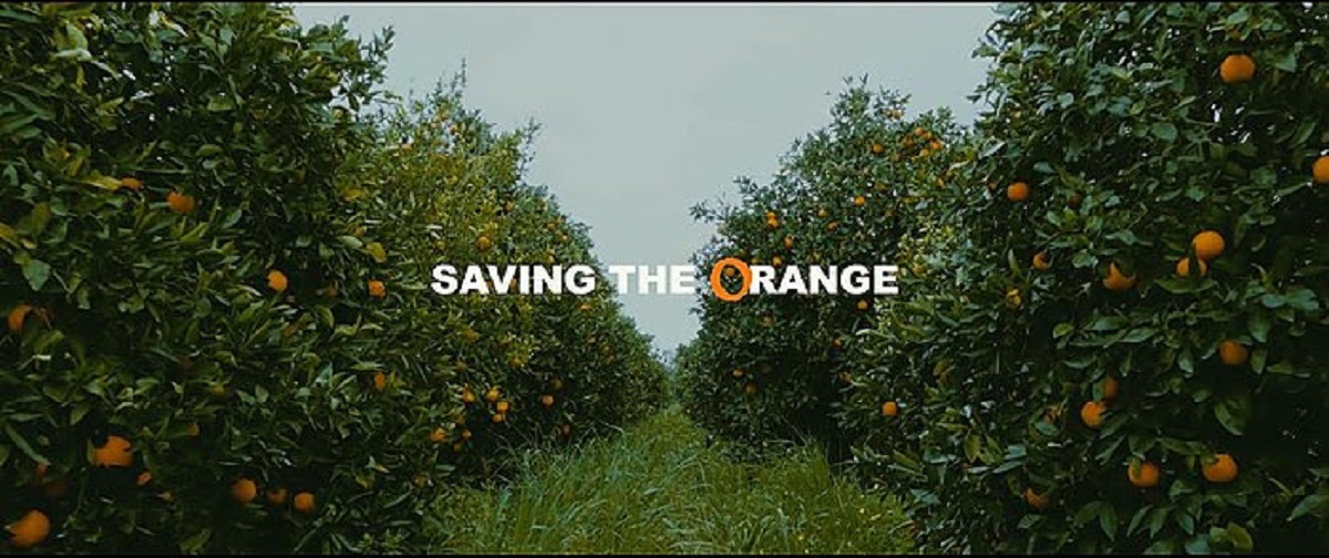 Saving the Orange | AgWired