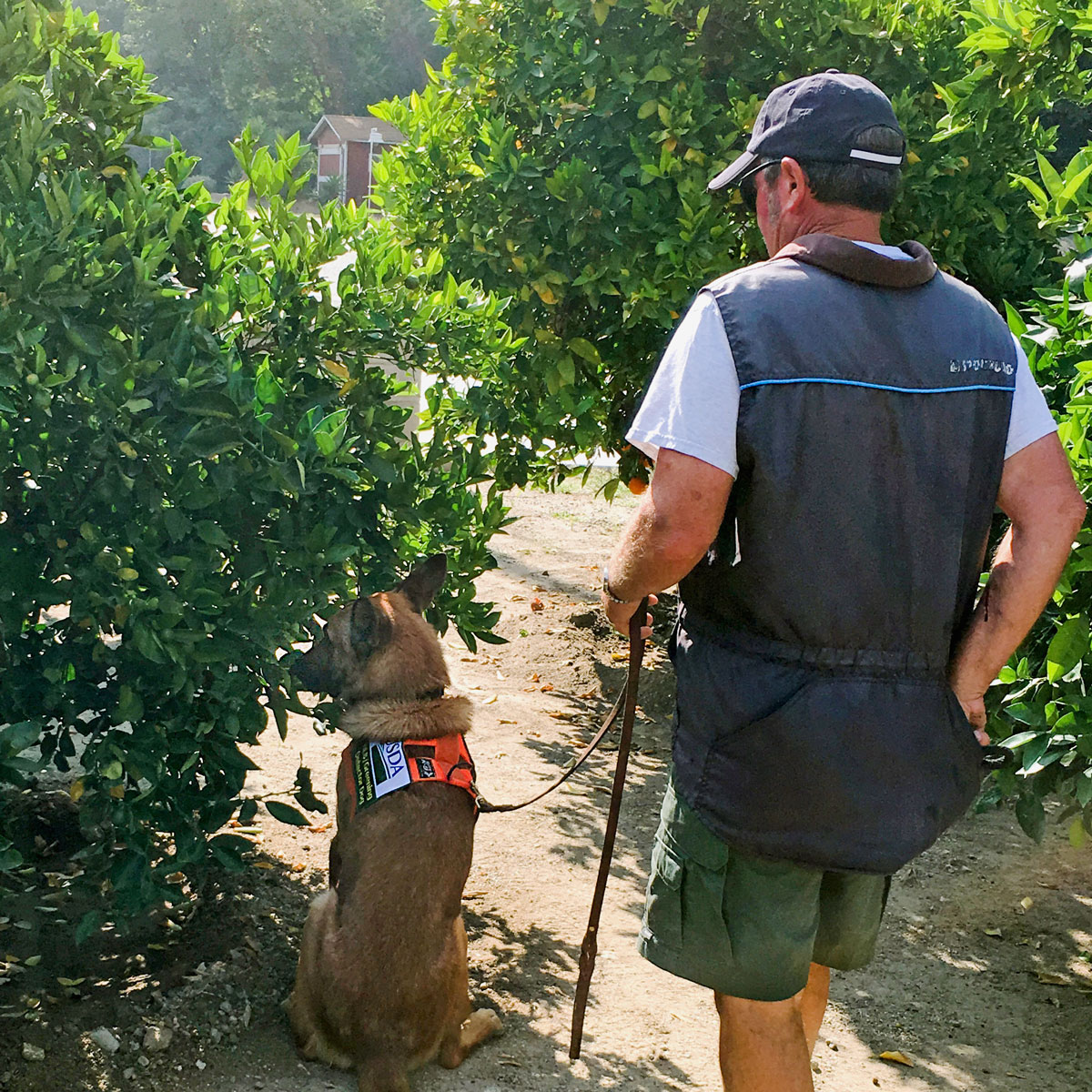 USDA Trains Dogs to Hunt Citrus Greening | AgWired