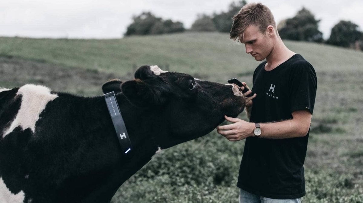 Halter Brings Virtual Fencing Technology to U.S. | AgWired